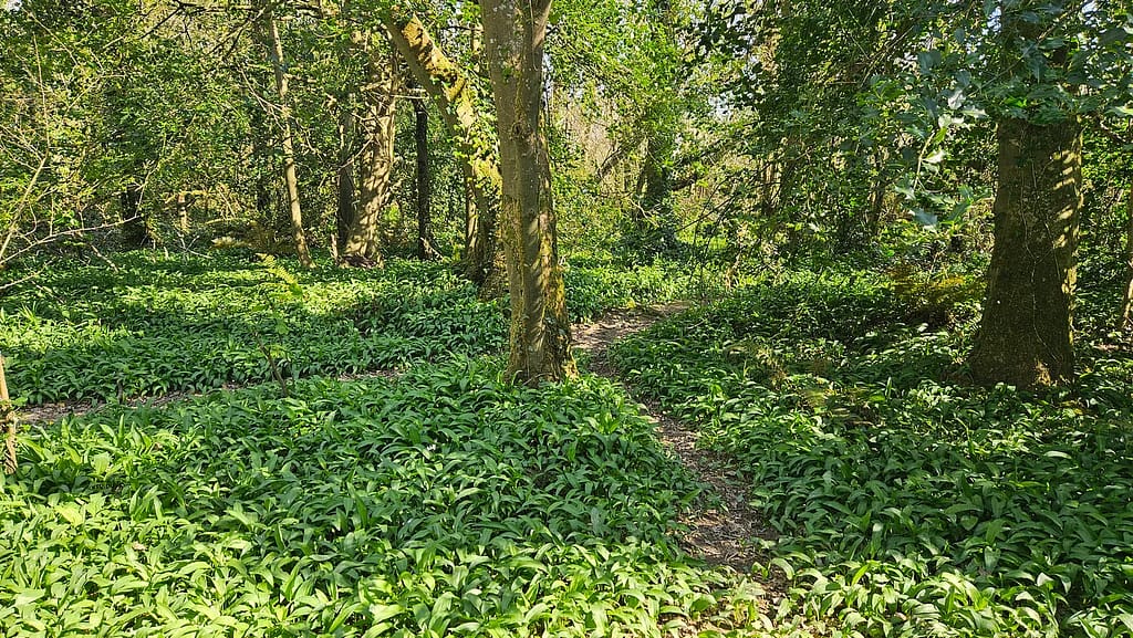 Foraging for Wild Garlic in Ballyseedy Woods - Nourishing Ireland