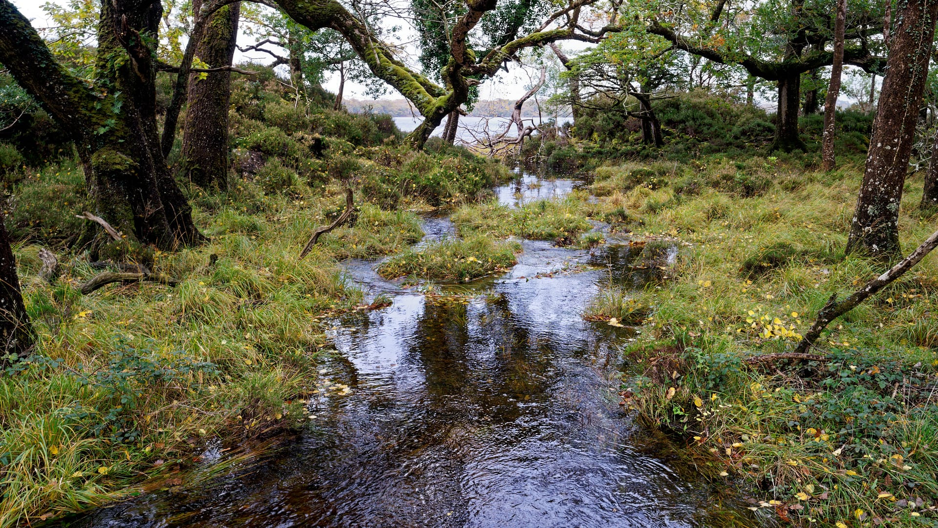 Killarney National Park in October - Nourishing Ireland