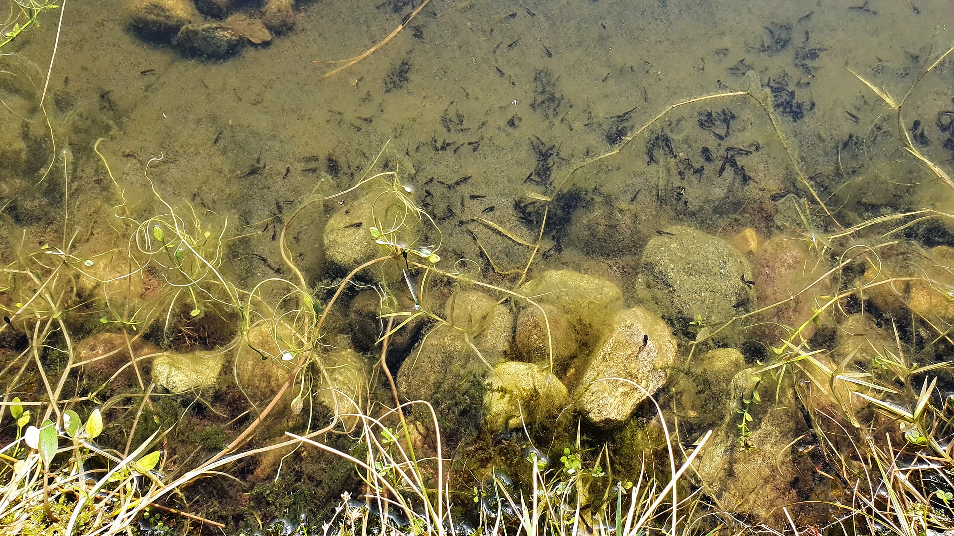 Tadpoles in Our Pond: The Magic Continues! - Nourishing Ireland