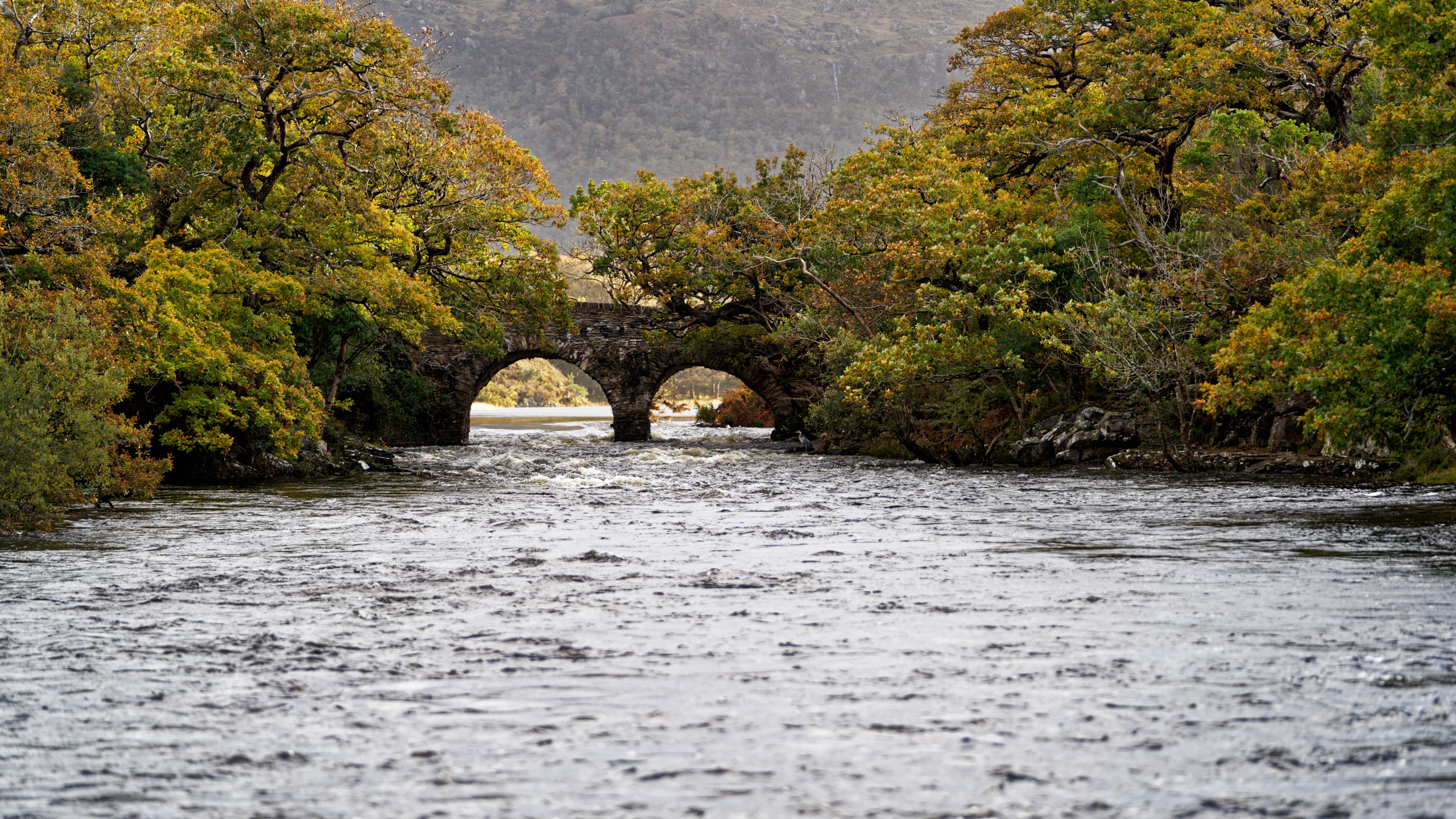 Killarney National Park in October - Nourishing Ireland