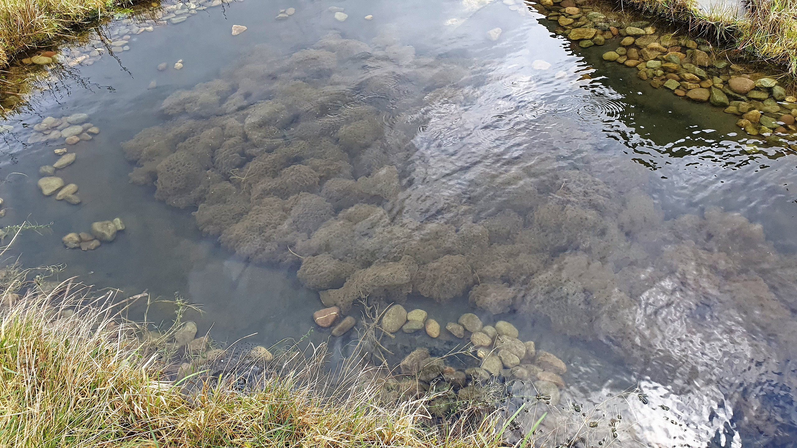 Frog Spawn: New Life Begins in Our Wildlife Pond - Nourishing Ireland